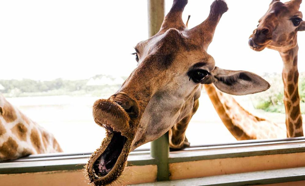 13 Hilarious Animal Idioms From Around the World