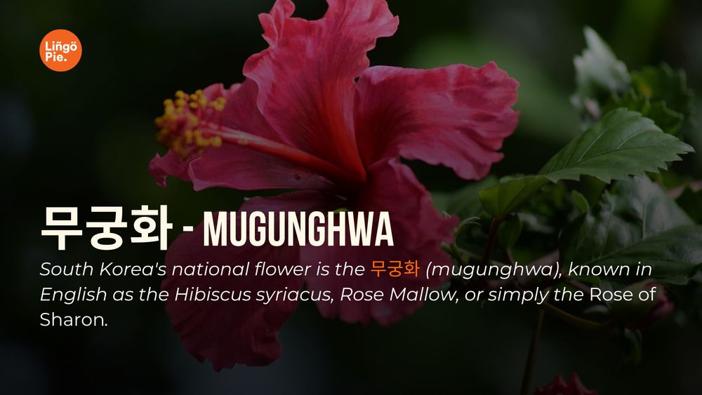 22+ Popular Flowers In Korean And When to Give Them