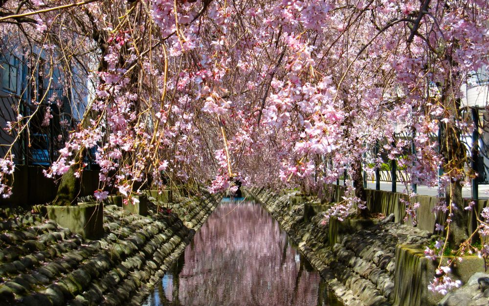 A Brief Guide for the Four Seasons in Japanese