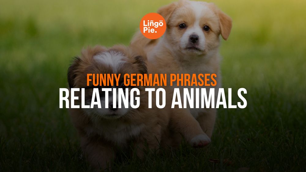 50 Funny German Phrases And Their Meanings (2025)