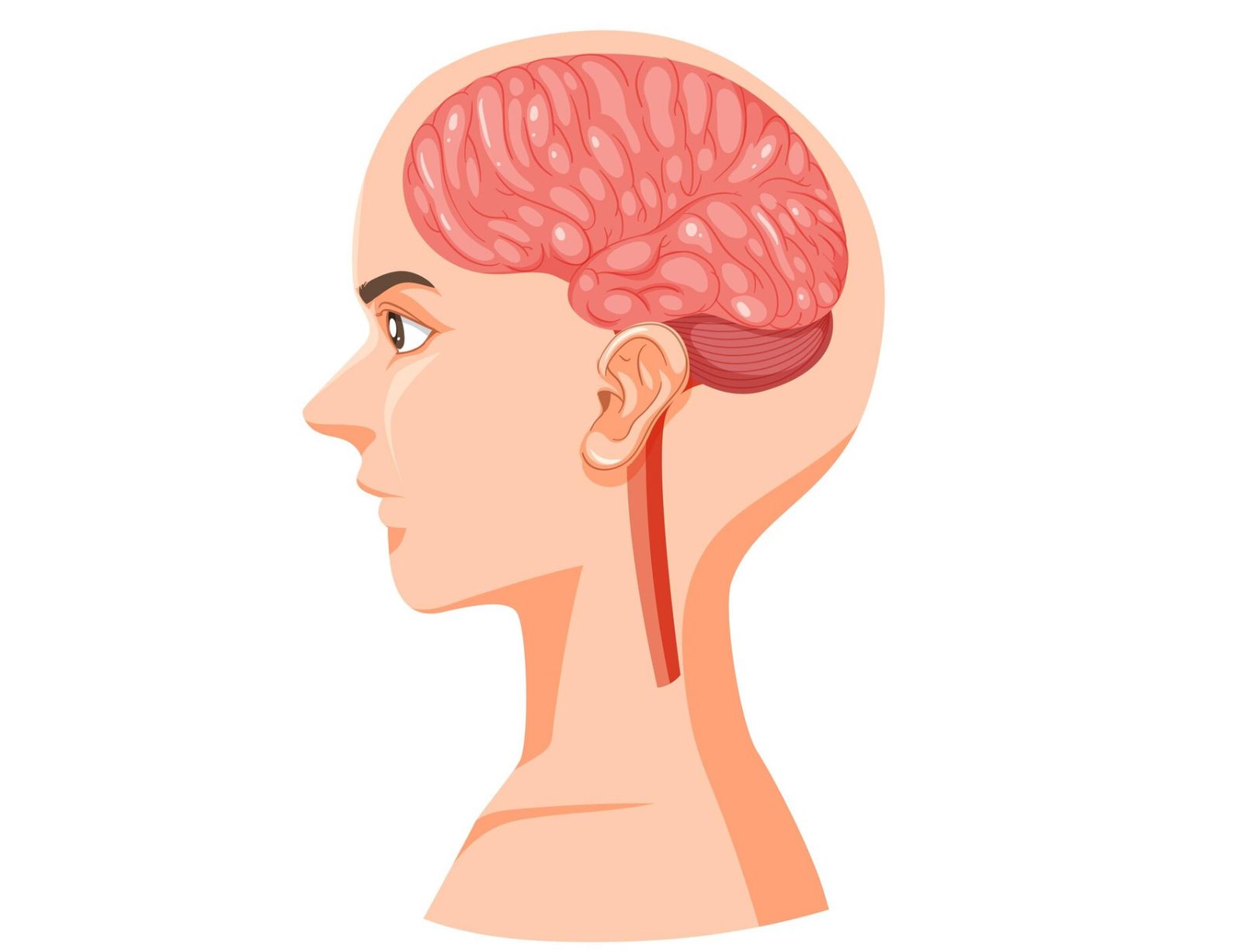 Learn Body Parts in Spanish