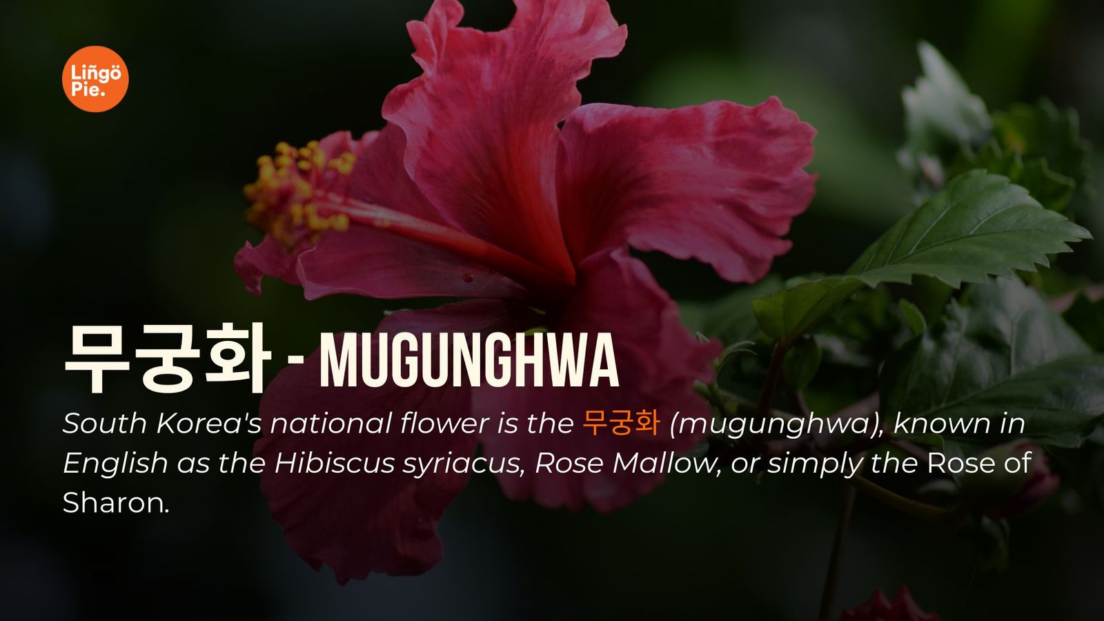 22+ Popular Flowers In Korean And When to Give Them