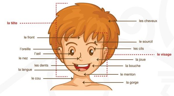 Human Body in French: A Guide to 30 Essential Terms