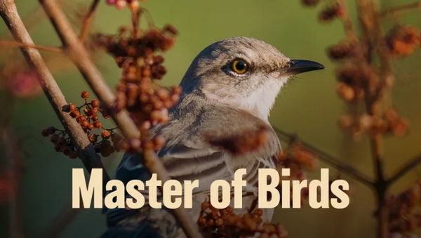 6 Chinese Short Films Everyone Learning Chinese Should Watch